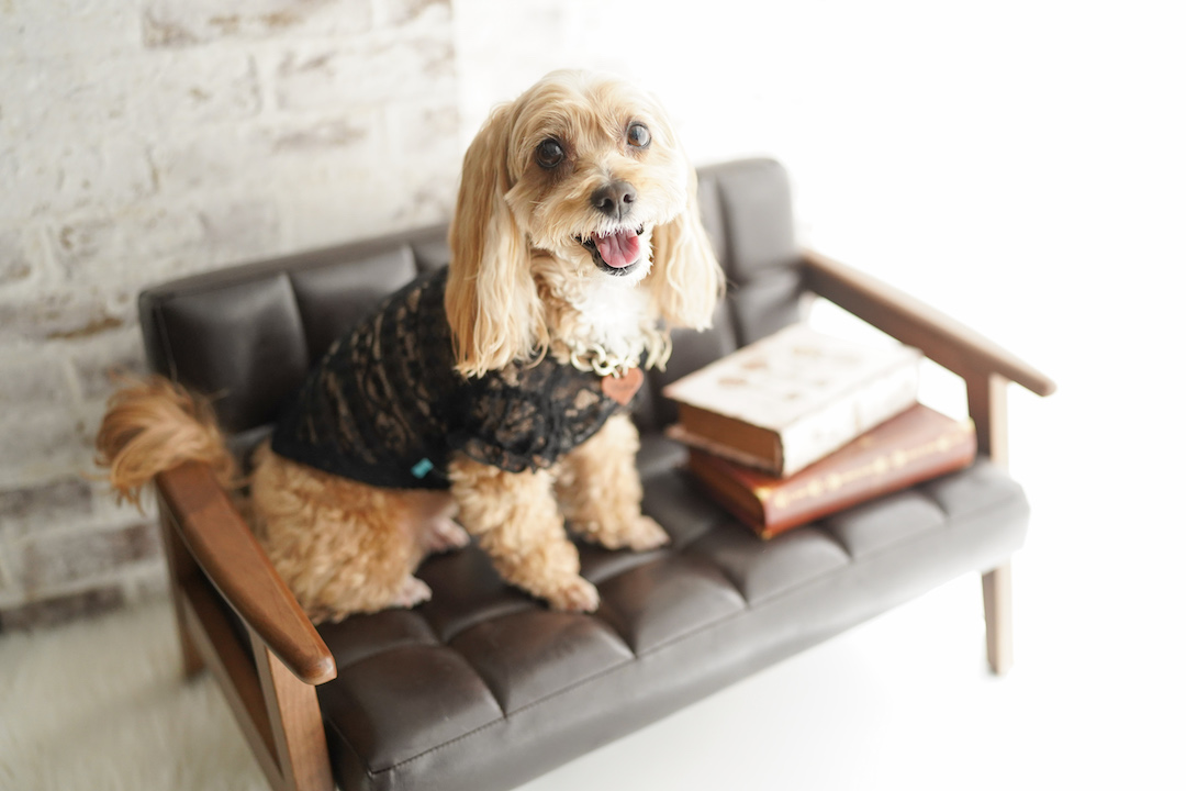 ペットと家族の写真館 STUDIO SIO ‣ いぬのまどぐち