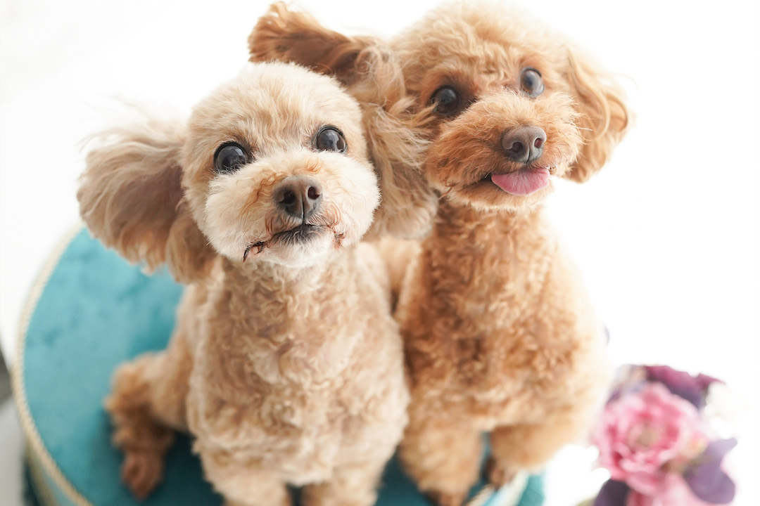 ペットと家族の写真館 STUDIO SIO ‣ いぬのまどぐち